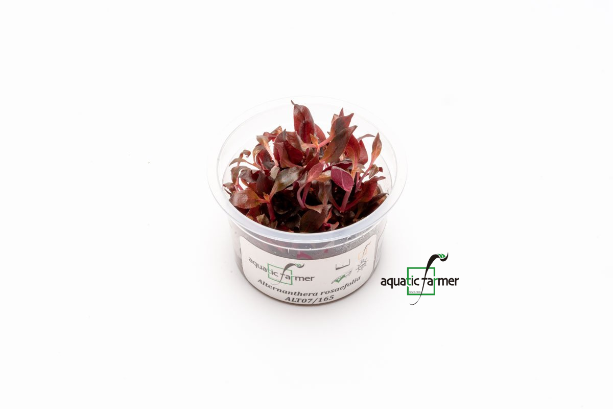 [SG READY STOCKS Live Aquatic Tissue Culture Plant] Alternanthera rosa ...