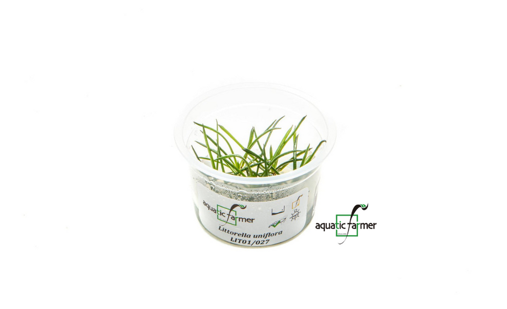 [SG READY STOCKS Live Aquatic Tissue Culture Plant] Littorella uniflor ...